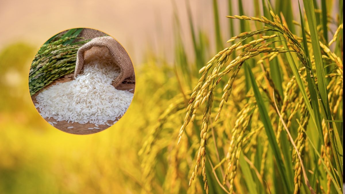 ये है छत्तीसगढ़ का सबसे महंगा चावल ! खुशबू और स्वाद भी लाजवाब, विदेशों ...