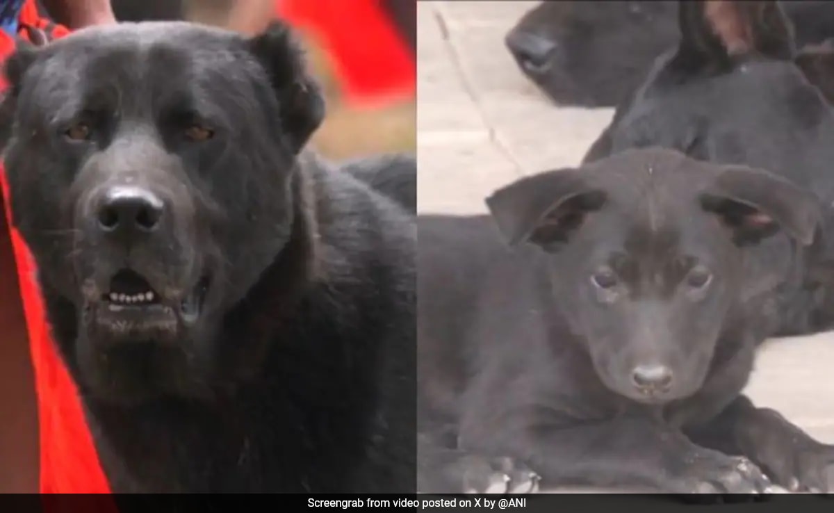 Manipur's Haofa Dog Breed Now In Assam Rifles Unit