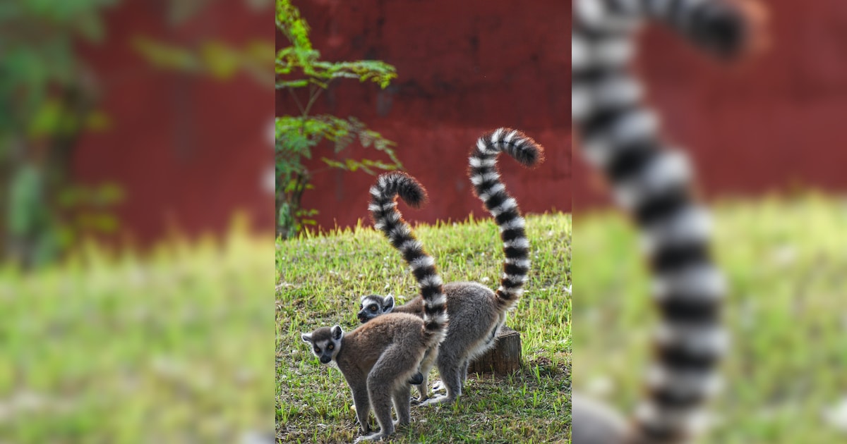 5 Animals With Most Unique Tails