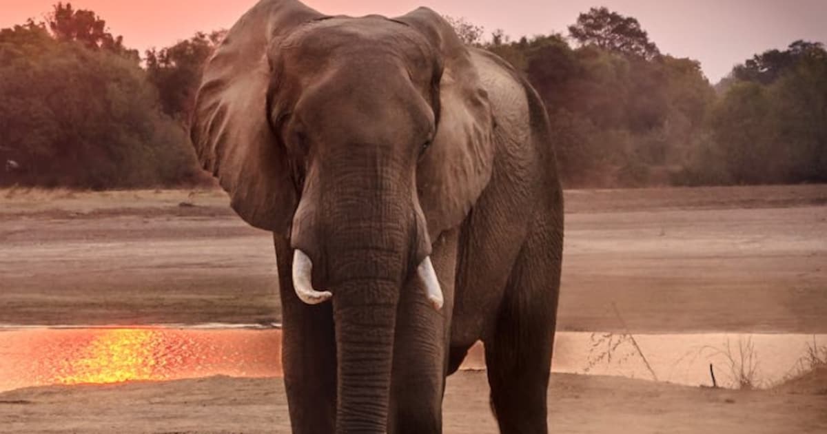 10 Countries With The Most Elephants
