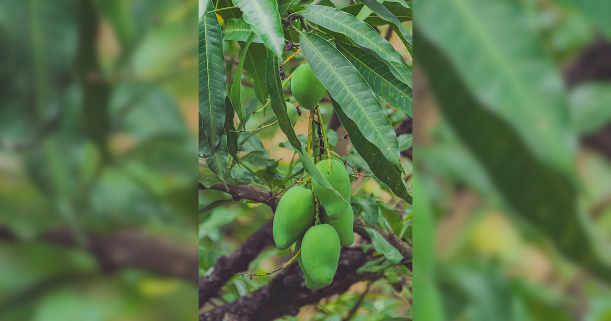 7 Health Benefits Of Mango Leaves