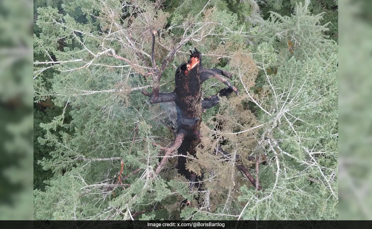450-Year-Old Doerner Fir, One Of World's Tallest Trees, Burning In Oregon