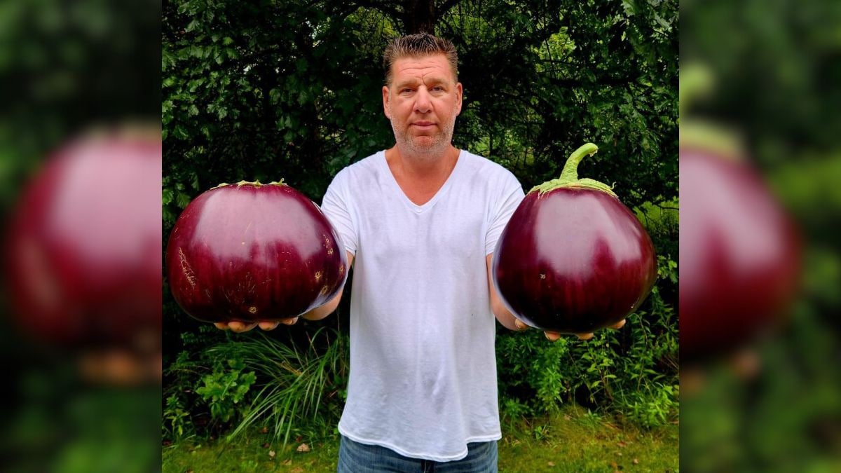 US Man Sets Guinness World Record With Heaviest Eggplant Ever - NDTV Food