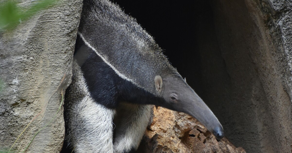 The Toothless Animal That Can Fight Off Pumas