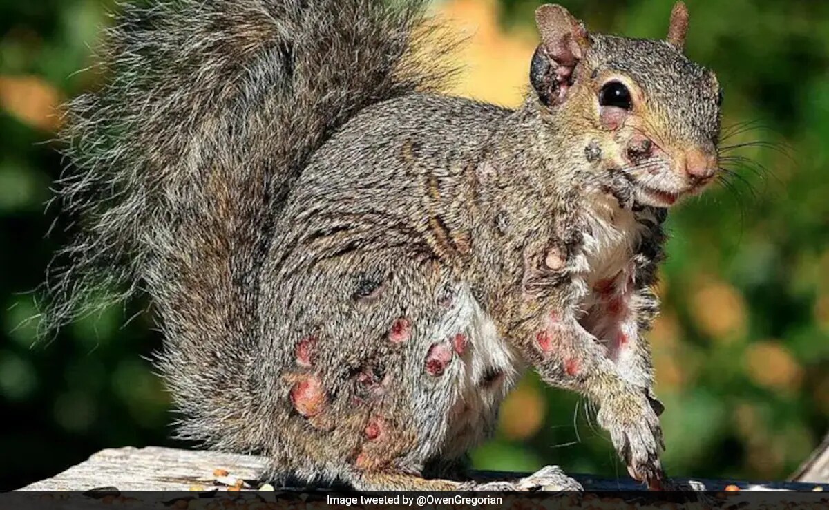 'Zombie Squirrels': US Squirrels Hit By Viral Disease Causing Grisly ...