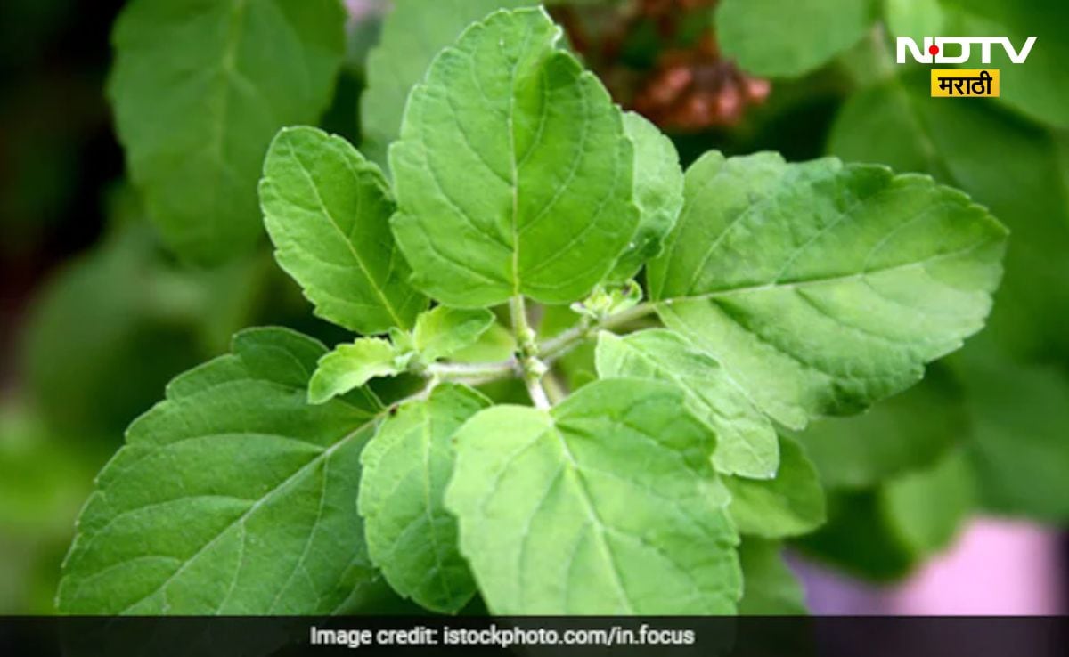 who should not eat tulsi leaves side effects of eating tulsi leaves