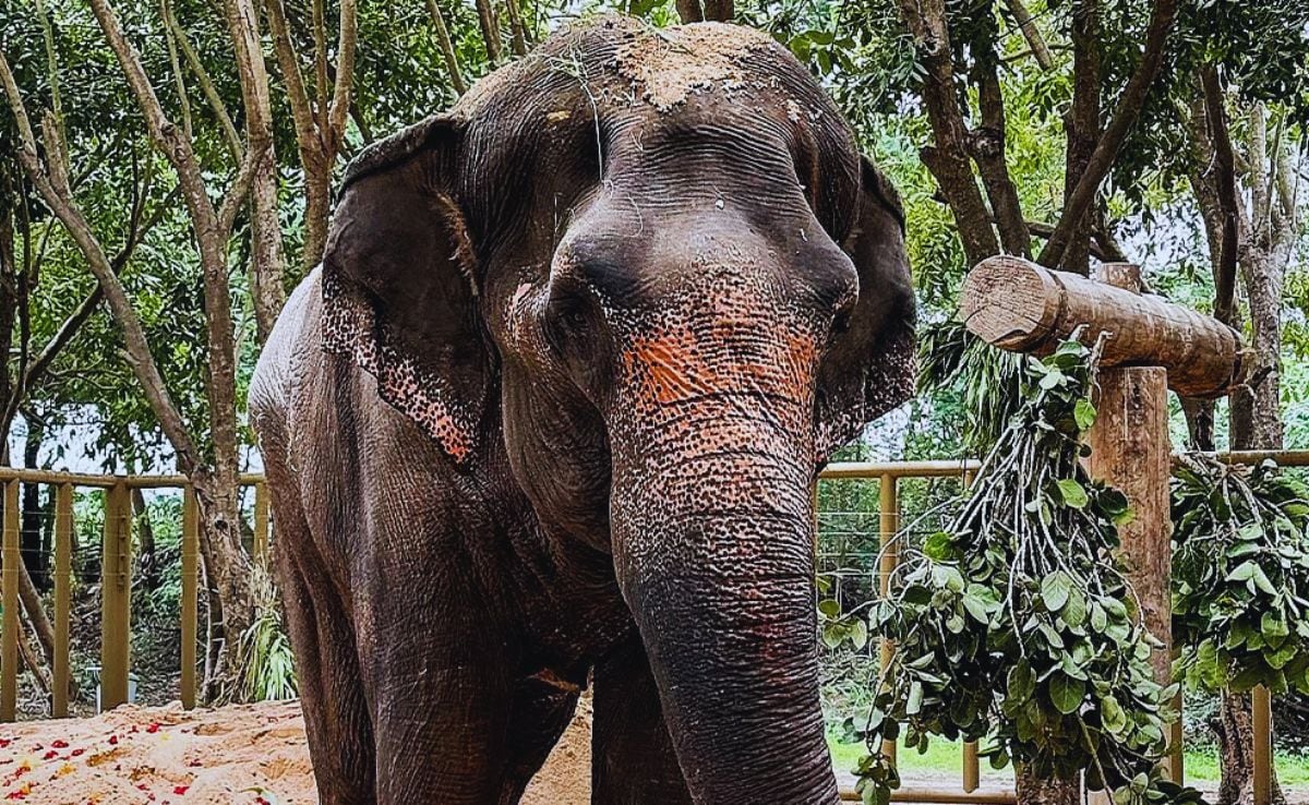 Madhuri Elephant News Social Media Protest To Bring Back Mahadevi To ...