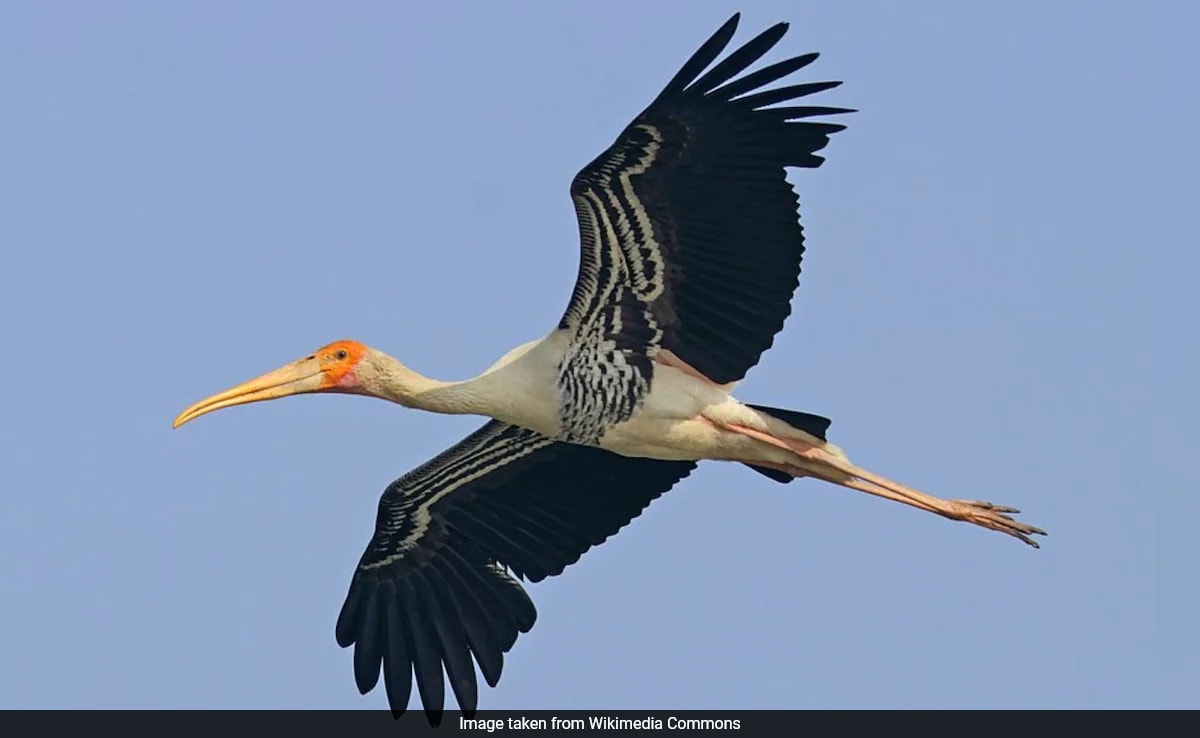 Delhi Zoo Shut From Tomorrow After Painted Storks Detected With Bird Flu