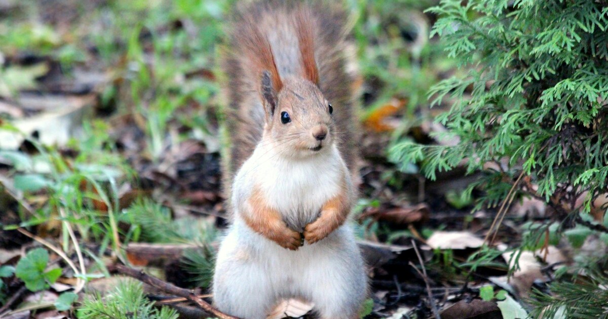 5 Most Greedy Animals In The World