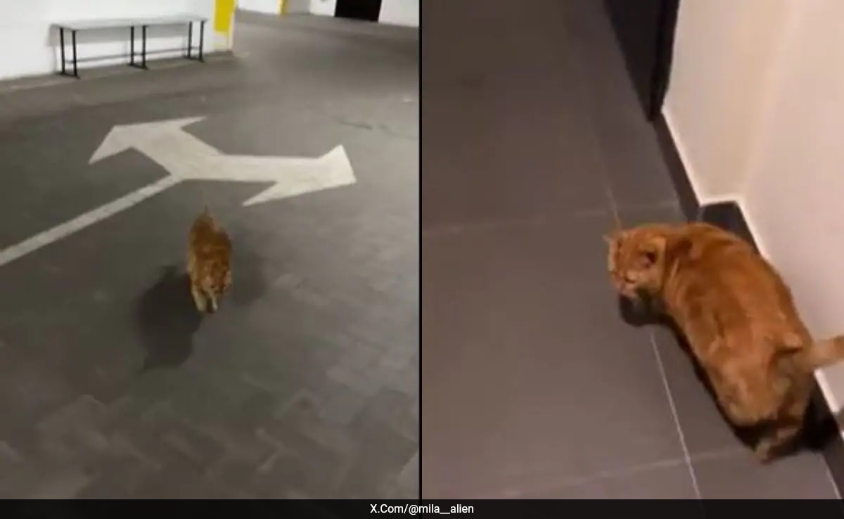 Ukrainian Cat Becomes Viral Hero, Knows Way To Bomb Shelter Better Than ...