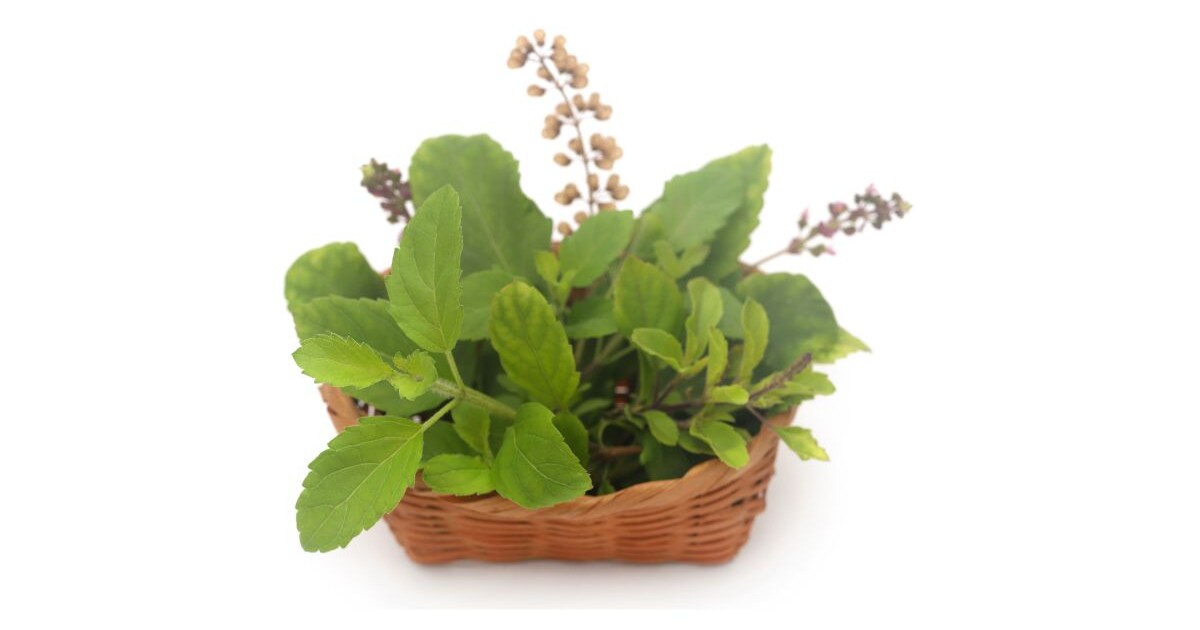 Tulsi Leaves Benefits: सकाळी रिकाम्या पोटी तुळशीचे पाने खाण्याचे फायदे