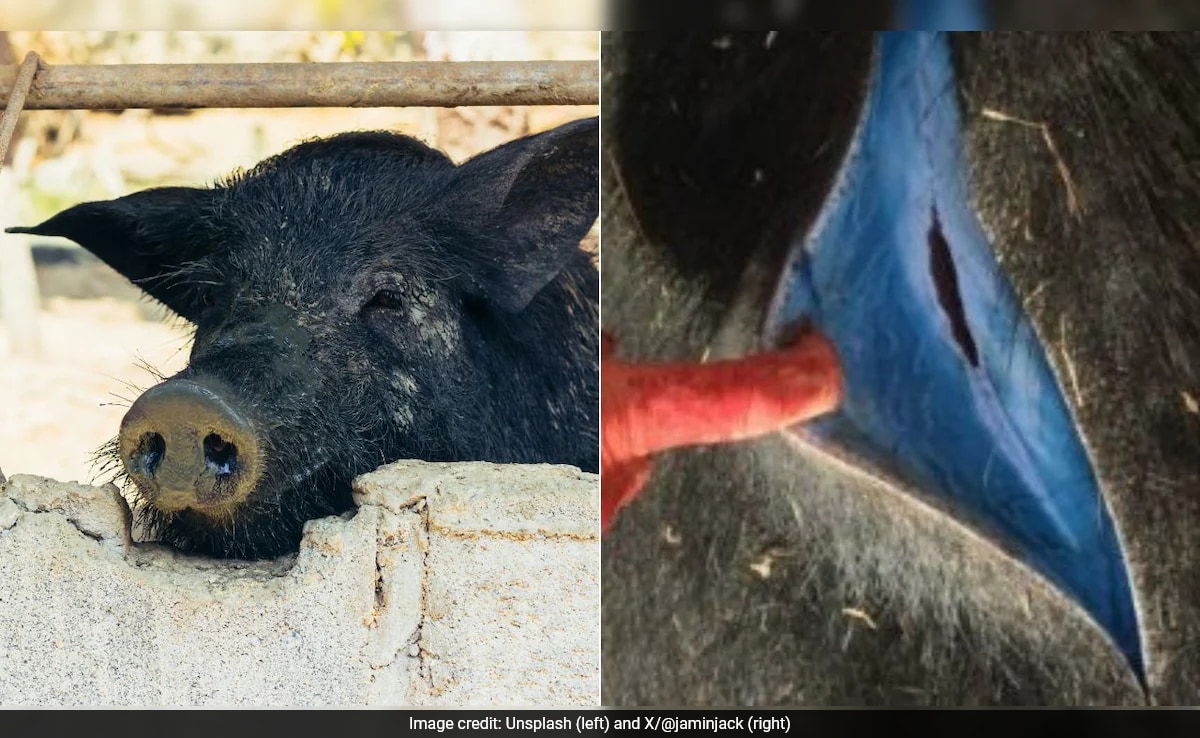 Flesh Of Wild Pigs In California Turns Blue, Warning Issued To Meat-Eaters