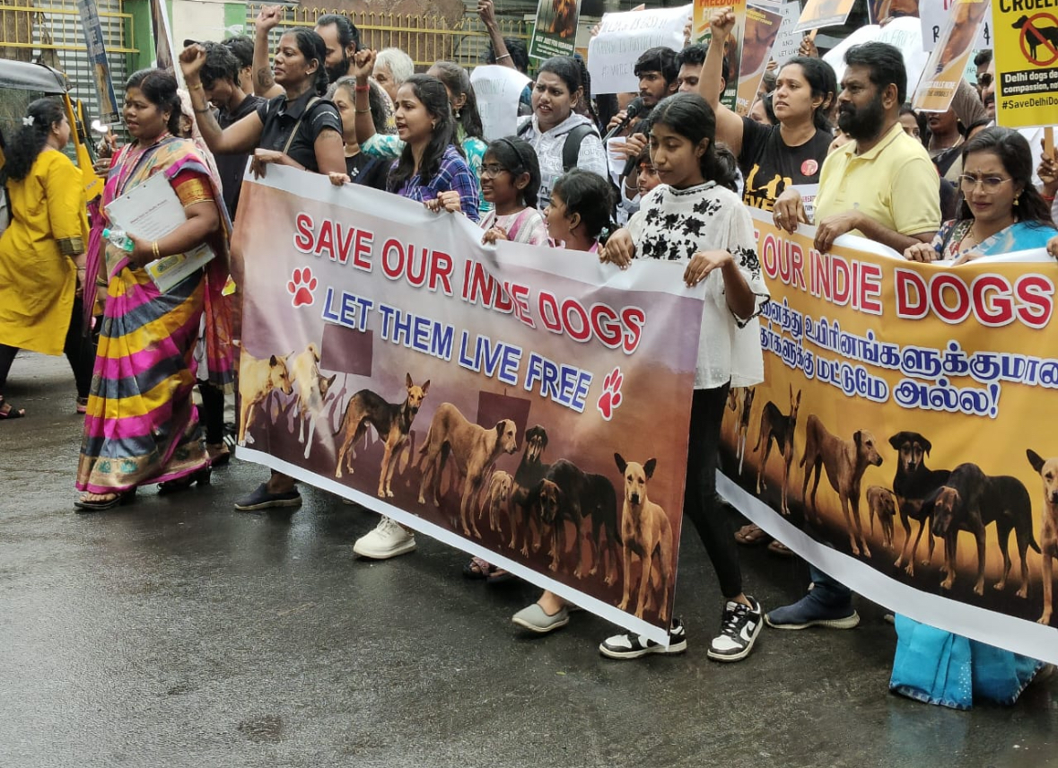Chennai Animal Lovers Brave Rains, Demand Justice for Street Dogs Amid ...