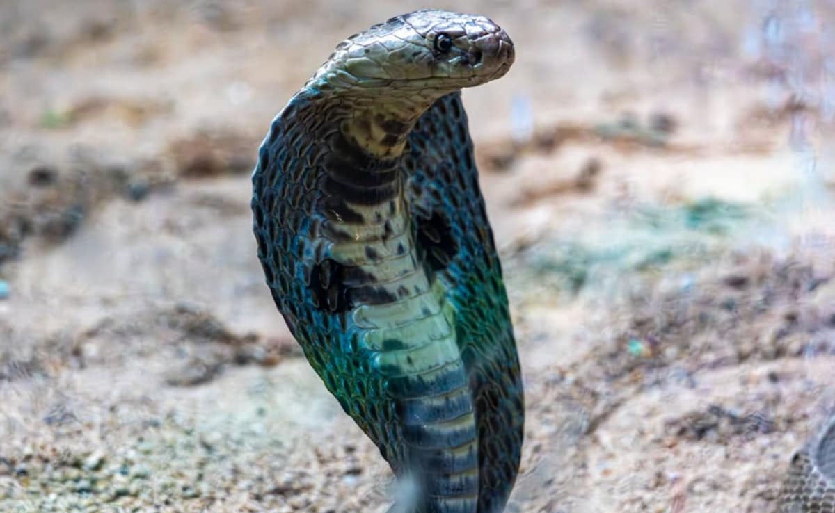 Indian Snake Species Cobra, Kraits Can Still Inject Venom Hours After ...