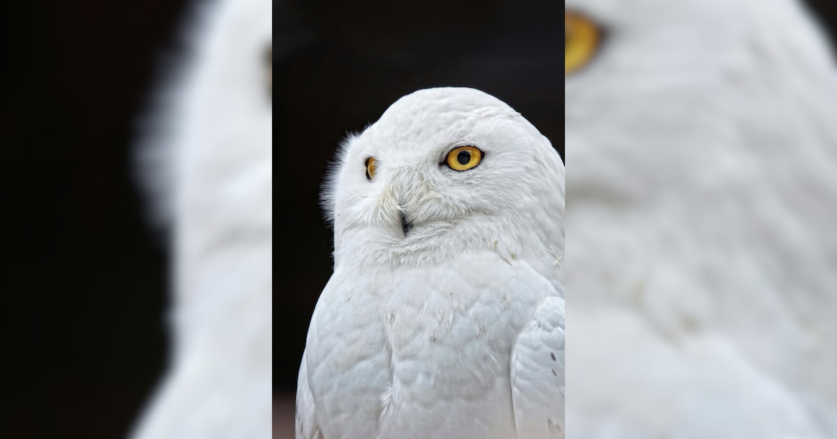 World's 5 Most Beautiful White Animals