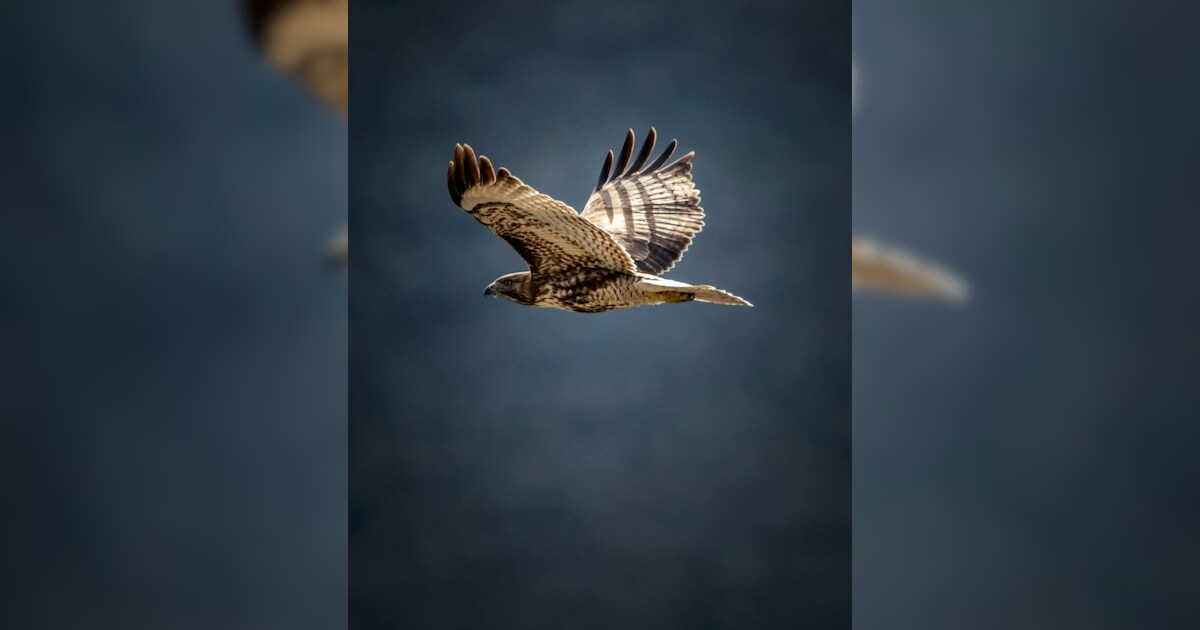 5 Birds That Hunt Snakes Like Pro