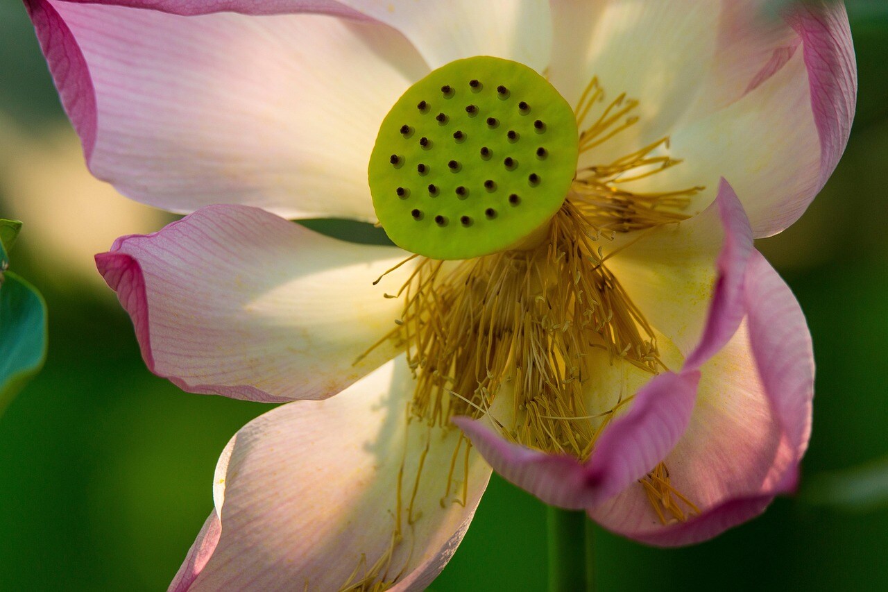 Health Benefits Of Lotus Seed For Women