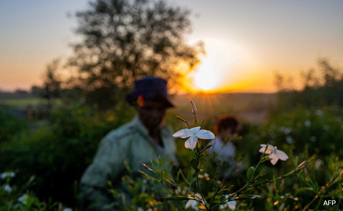 Egyptian Jasmine Farmers Behind World's Perfumes Face Climate Fight Alone