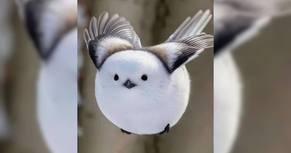 The Bird That Looks Like A Flying Cotton Ball