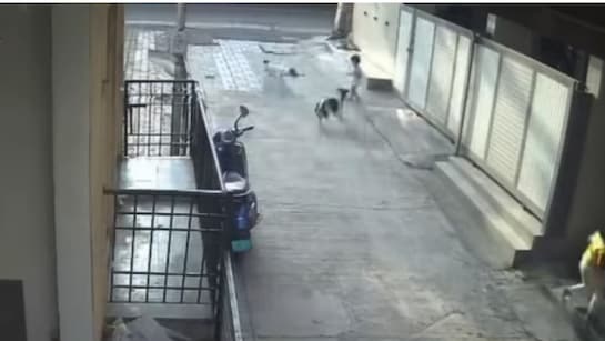 stray dogs attack child