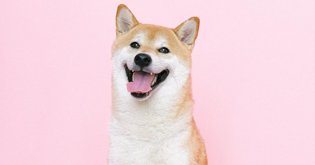 Meet One Of World's Oldest Dog Breeds