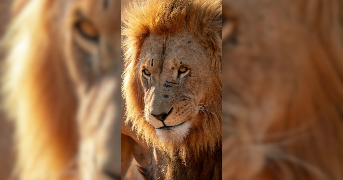 7 Animals That Can Kill A Lion