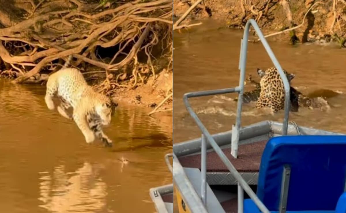 crocodile cheetah attack