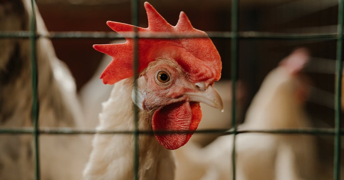 Cage-Free vs Free-Range Hens: What's The Difference