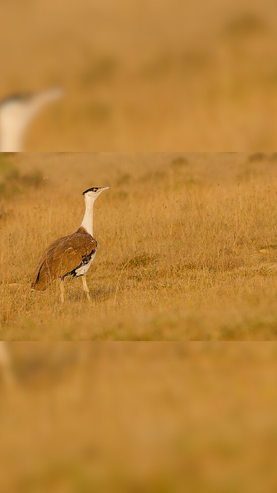 indian bustard