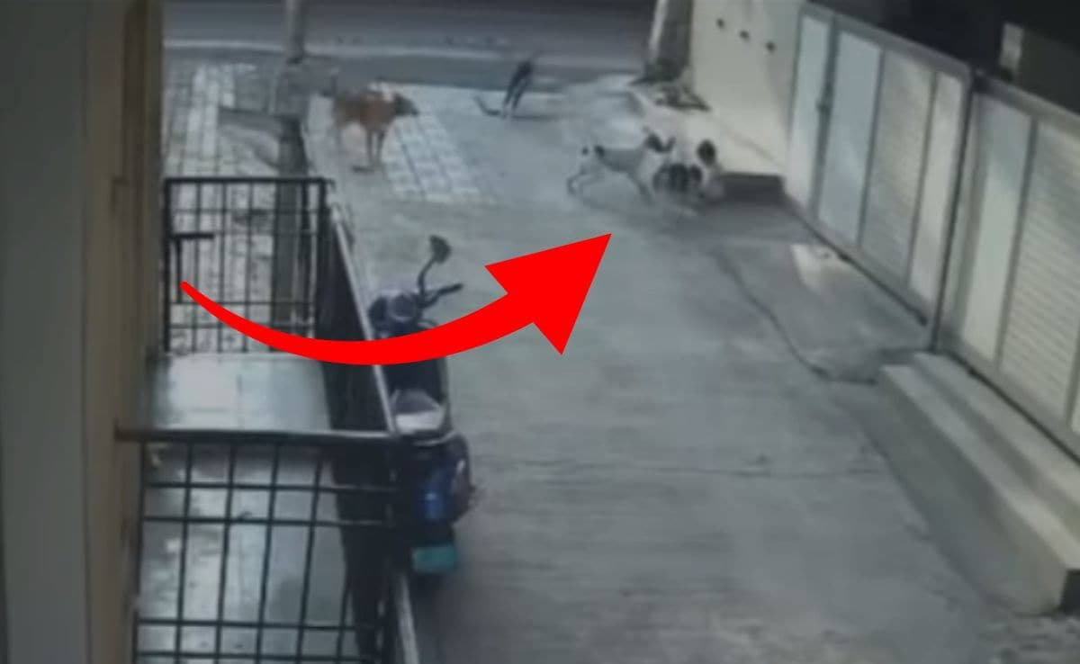 stray Dog Attacks on child in Pune incident cpature in cctv