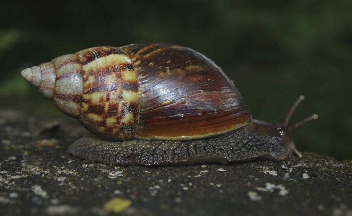 worlds most dangerous Giant African Snail in konkan Sindhudurg ...