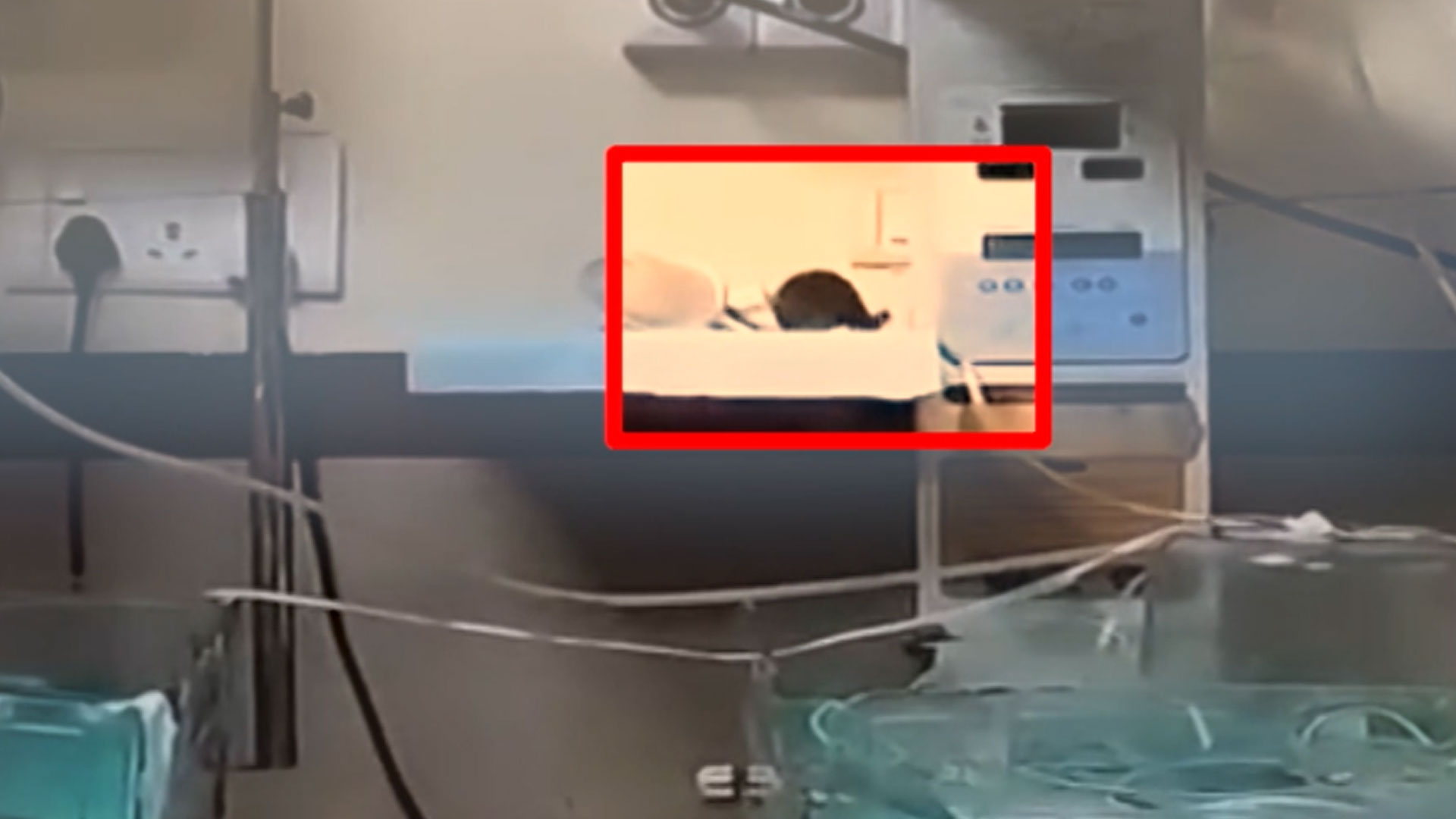 Rats Bite 2 Newborns' Fingers, Head, Shoulder Inside Indore Hospital ICU