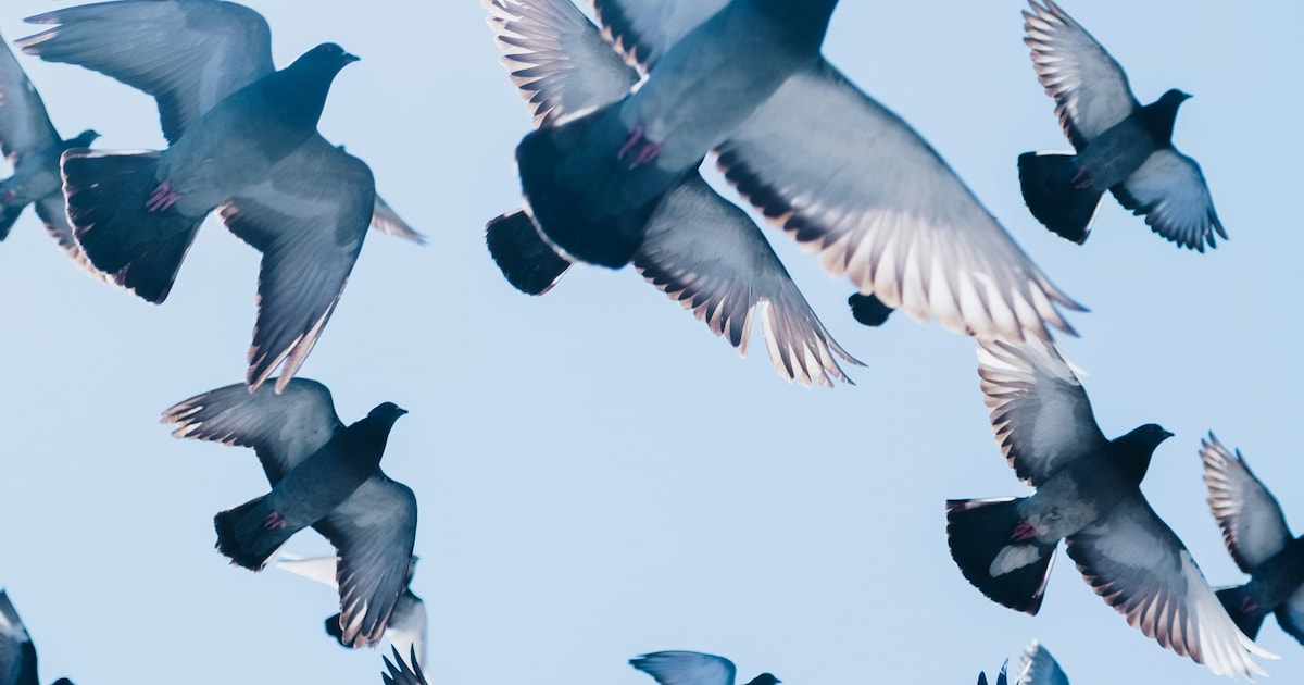 8 Rare And Fun Facts About Pigeons
