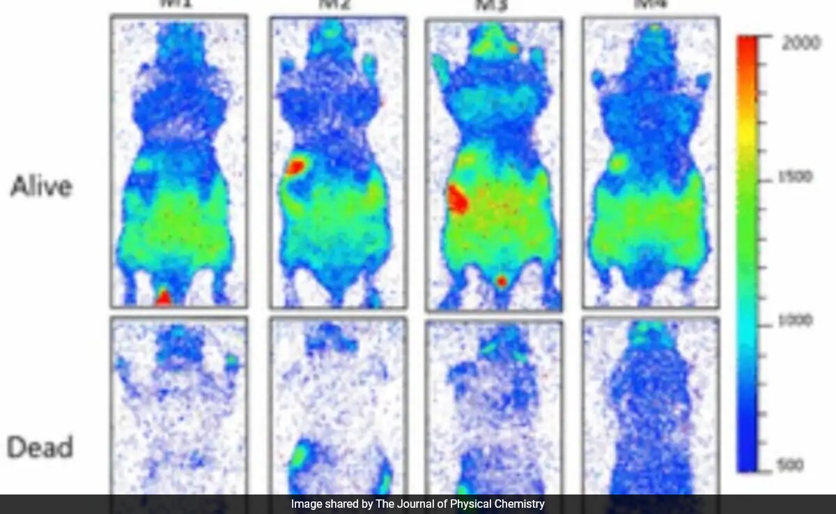 Our Bodies Emit a Faint Visible Light That Fades When We Die, Suggests ...
