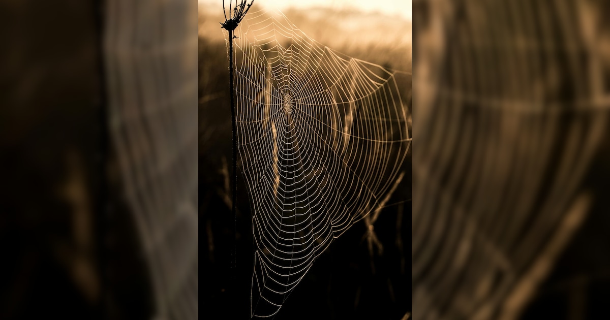 Rare And Unique Facts About Spider Silk