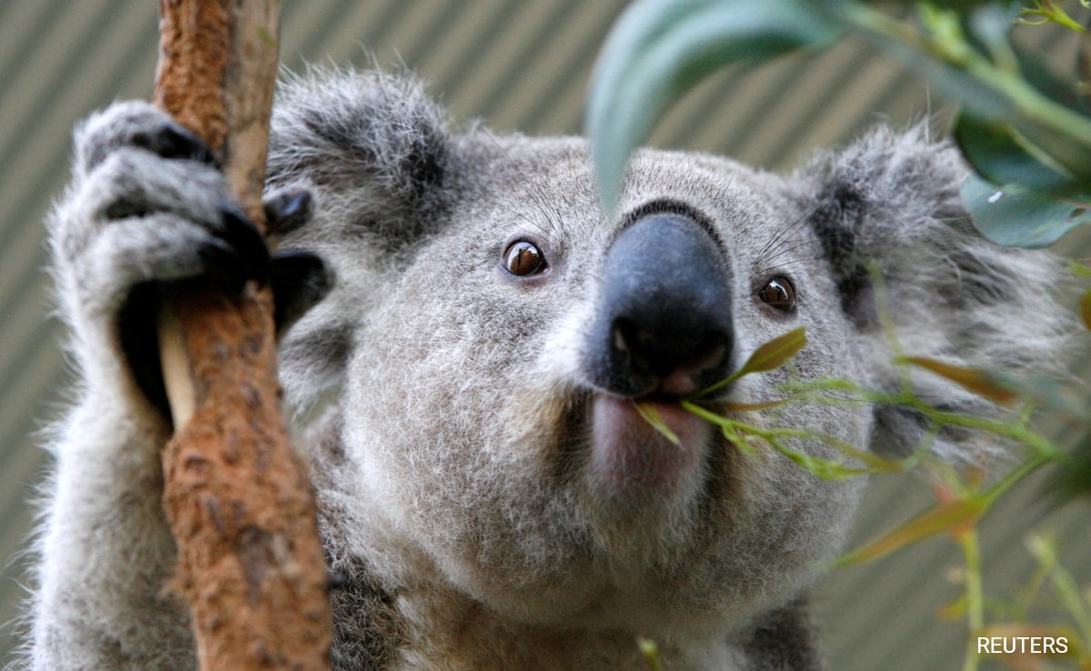 Australia Approves First Vaccine To Protect Koalas From Chlamydia