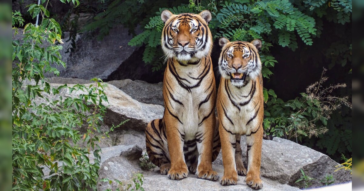 5 Animals Known For Their Ill Temper