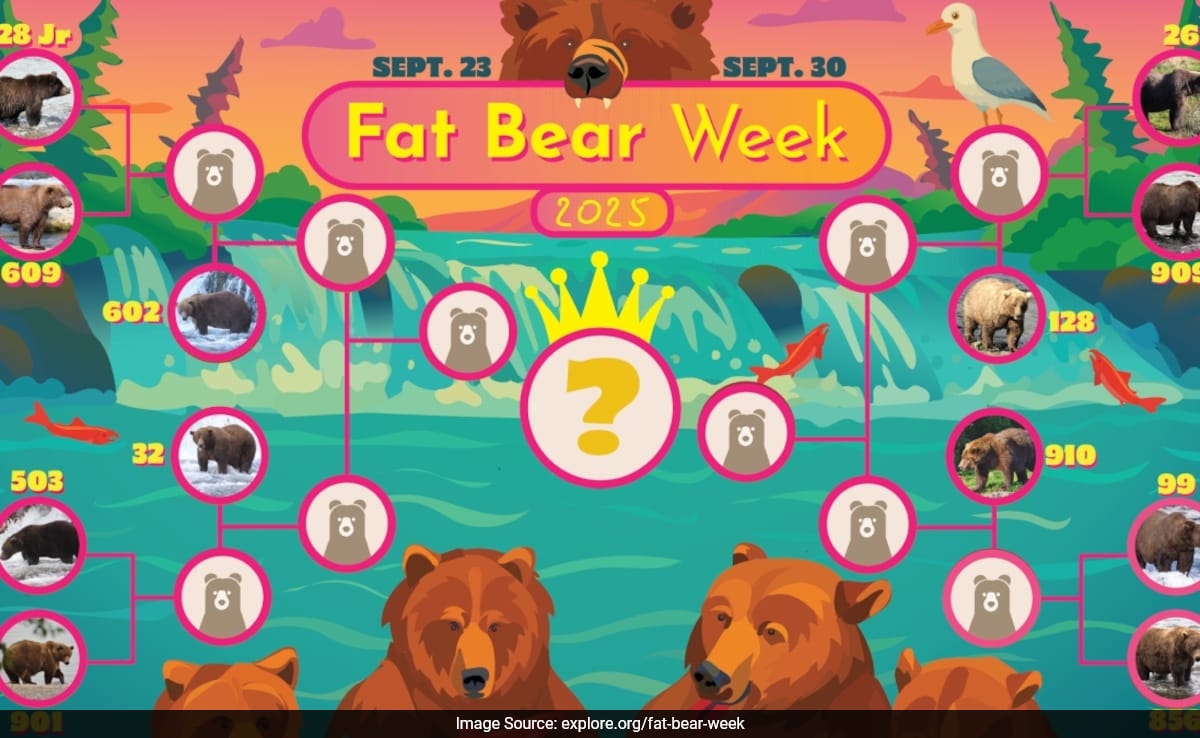All About Fat Bear Week, A Competition To Be The Chonkiest Brown Bear