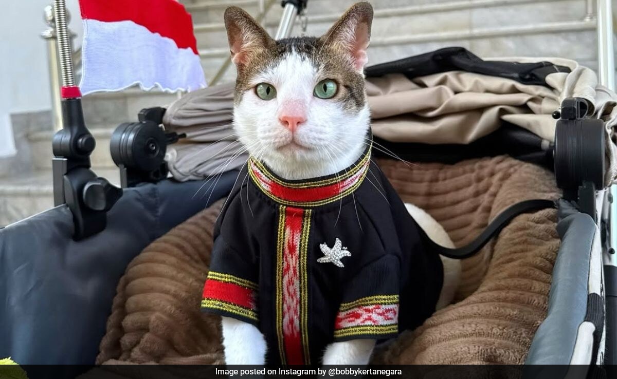 How MPs' 'Abandoned' Cats Became Unexpected Symbol Of Indonesia's Protests