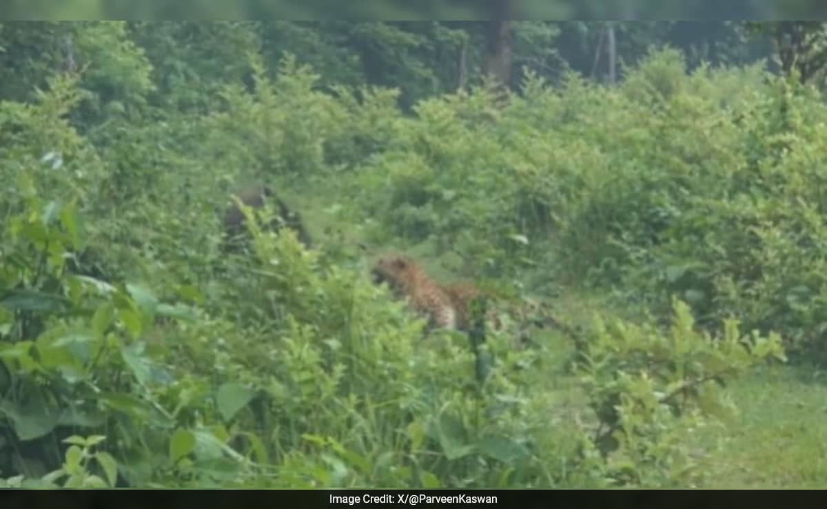 Watch: Leopard Chased Away By Wild Boar In Dramatic Clip Shared By Forest Officer