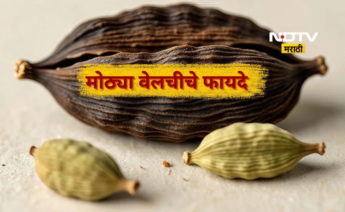 Moti Elaichi Benefits black cardamom benefits moti elaichi uses