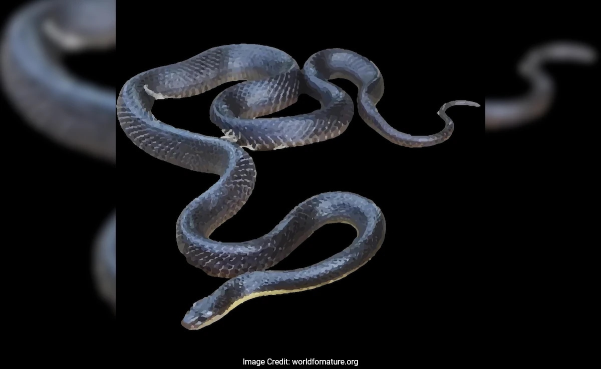 Drunk Man Bites Off Snakes Head After Attack In Andhra Pradesh, Sleeps ...