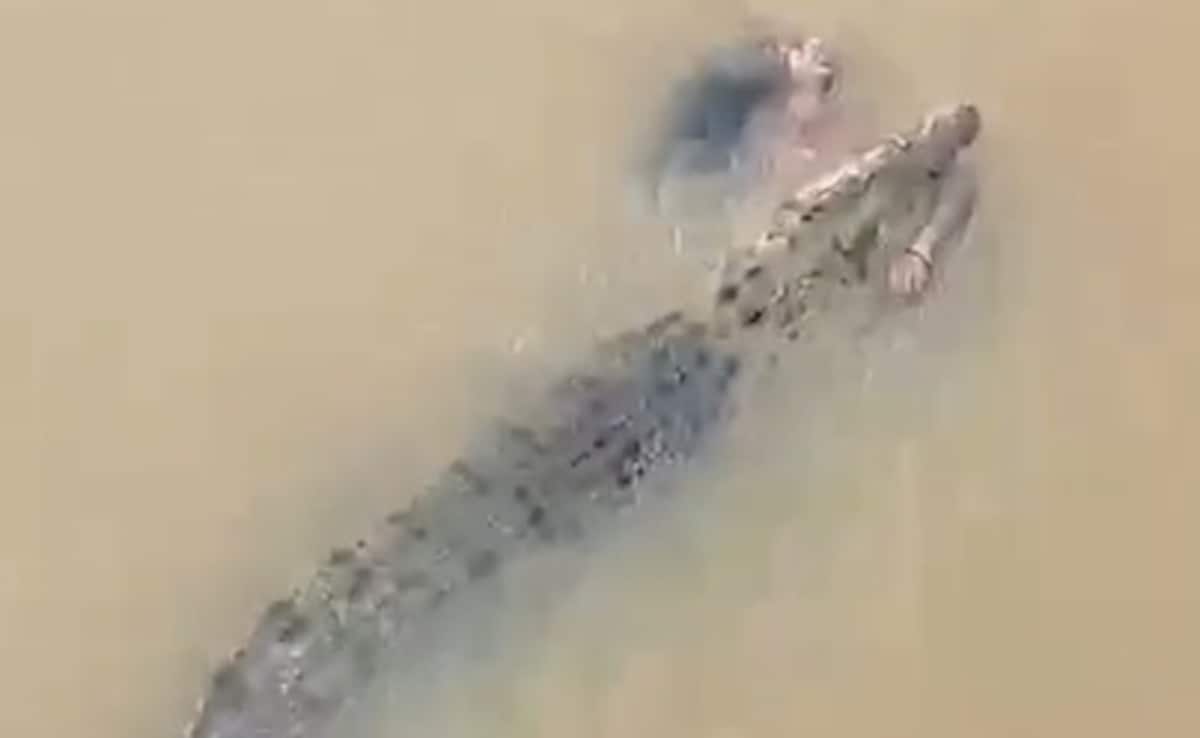 crocodile attack human india