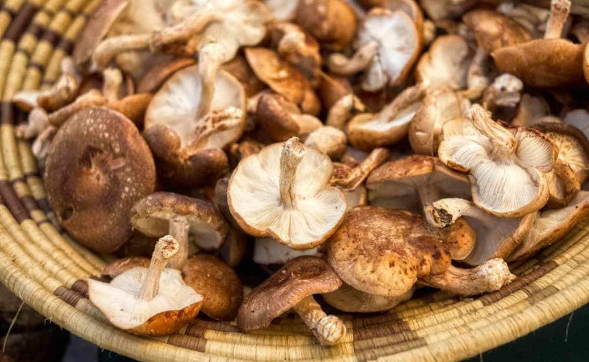Fungi-Based Tech? Scientists Use Shiitake Mushrooms to Create ...