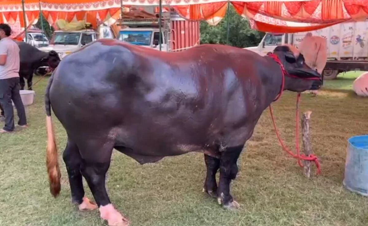 8 Crore Murrah Buffalo Vidhayak: Meerut Kisan Mela Champion; Eats ...