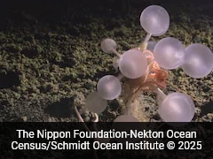'Death Ball' Sponge Among New Species Discovered In Remote Parts Of Planet