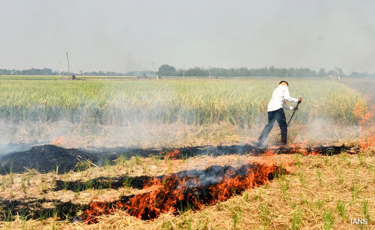 Punjab Farm Fires Update: At 147, Punjab Sees Season's Biggest Single ...