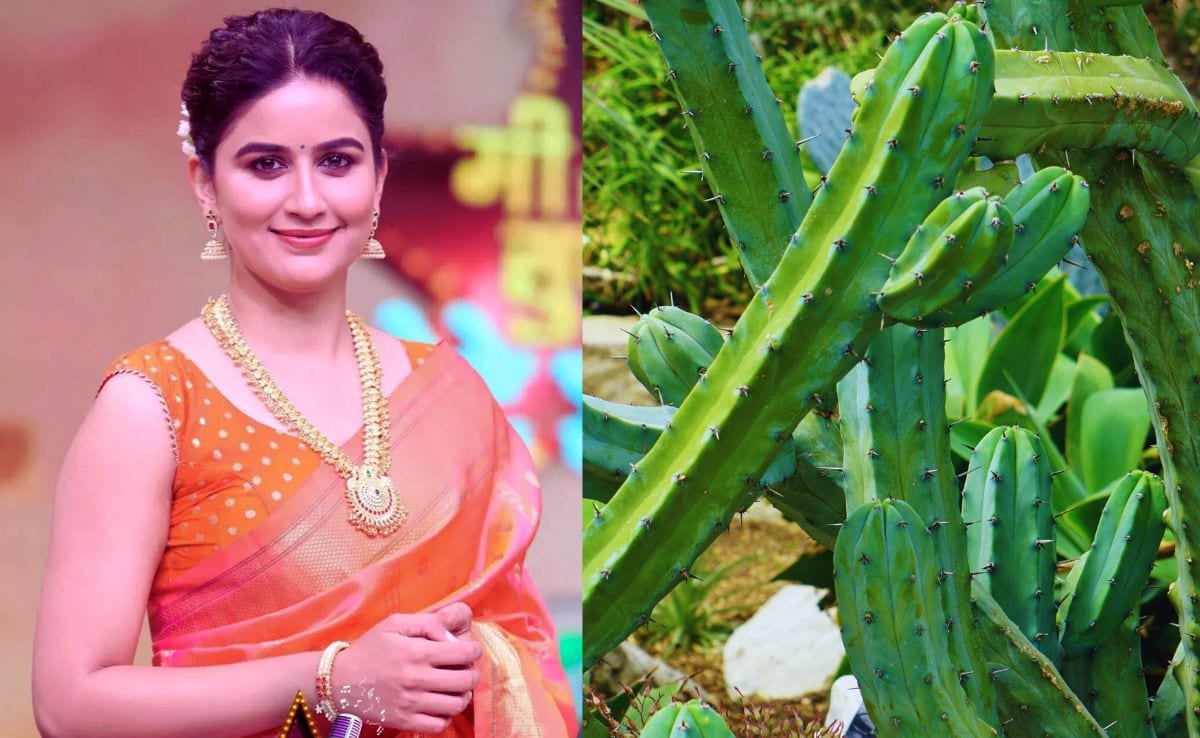 Marathi actress Vaidehi Parshurami enjoying eating Cactus video viral