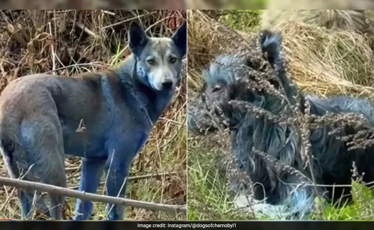 Shocking Video Shows Dogs Of Chernobyl Turn Bright Blue