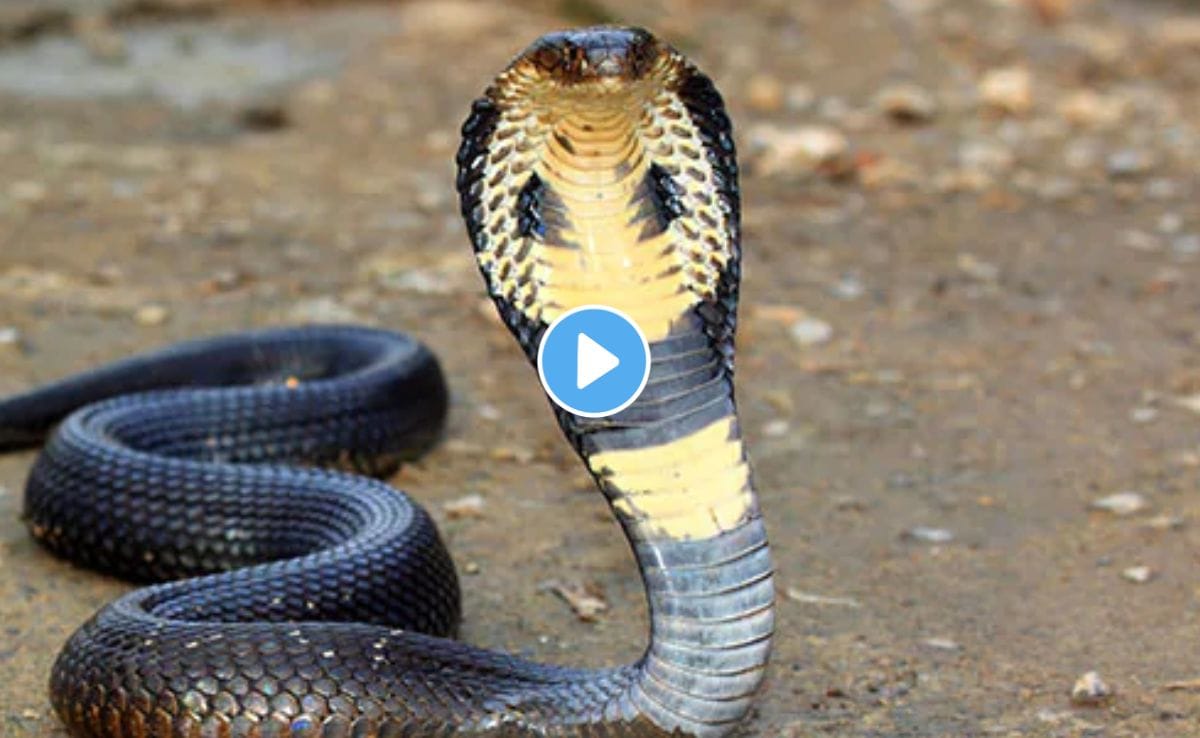 people ran away after seeing 15 foot king cobra near ganga river ...